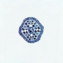 Flower Demonstration Microscope Slides (Brassica, pollen, lily ...