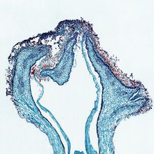 Lily Pollen Tubes, l.s., 12 µm Microscope Slide | Carolina Biological ...