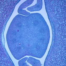 Castor Bean Seed, c.s., 12 µm Microscope Slide | Carolina Biological Supply