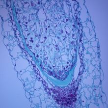 Lily Seed. c.s., 12 µm Microscope Slide | Carolina Biological Supply