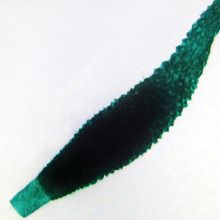 Poriferans (Sponges) Microscope Slides | Carolina Biological Supply