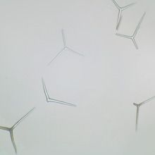 Grantia Isolated Spicules, w.m. Microscope Slide | Carolina Biological ...