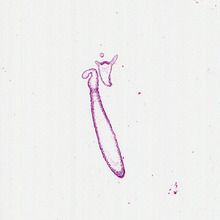 Hydra, l.s. H&E Microscope Slide | Carolina Biological Supply