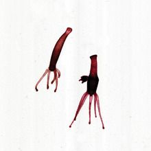 Hydra Plain and Budding, w.m. Microscope Slide | Carolina Biological Supply