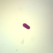 Aurelia planula, w.m. Microscope Slide | Carolina Biological Supply