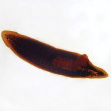 Planaria, w.m., Digestive Tract Completely Colored Microscope Slide ...