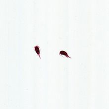 Cyclops w.m. Microscope Slide | Carolina Biological Supply