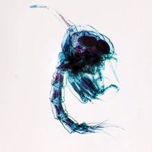 Arthropods (Crustaceans) Microscope Slides, w.m. | Carolina Biological ...