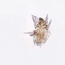 Mite, w.m. Microscope Slide | Carolina Biological Supply