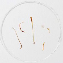 Insect Antennae Types, w.m. Microscope Slide | Carolina Biological Supply