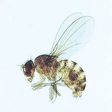 Insect Spiracle, w.m. Microscope Slide | Carolina Biological Supply