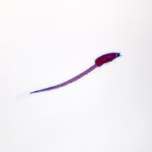 Ascidian Swimming Tadpole, w.m. Microscope Slide | Carolina Biological ...