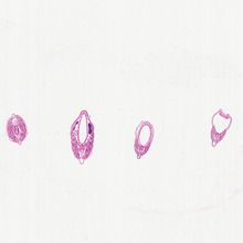 Amphioxus Composite, c.s. 7 µm, H&E Microscope Slide | Carolina ...