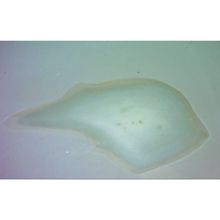 Scale, Ganoid, w.m., Microscope Slide | Carolina Biological Supply