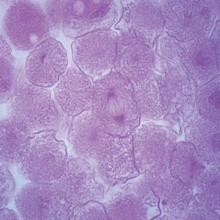 Fish Mitosis Slide, 7 µm, H&E | Carolina Biological Supply