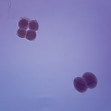 Starfish Early Cleavage, w.m. Microscope Slide | Carolina Biological Supply