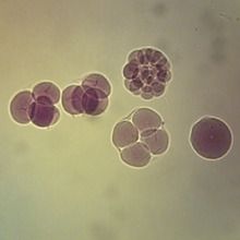 Starfish Early and Late Cleavage, w.m. Microscope Slide | Carolina ...