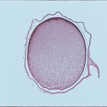 Frog Uncleaved Egg, rep. sag. sec. 10 µm, H&E Microscope Slide ...