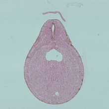 Frog Late Neural Tube, c.s Microscope Slide | Carolina Biological Supply
