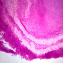 Chick 16 hr, w.m. Microscope Slide | Carolina Biological Supply