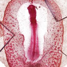 Chick 33-Hour Embryo Slide, w.m. | Carolina Biological Supply