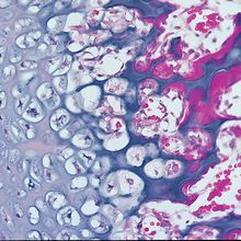 Comprehensive Medical Histology Slide Set | Carolina Biological Supply