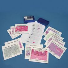 Discovering Epithelial Tissues Self-Study Unit, Microscope Slide Set ...
