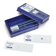 Endocrine System Slide Set | Carolina Biological Supply