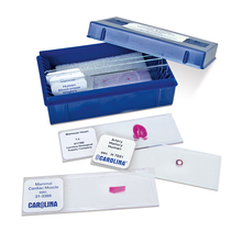 Blood and Lymph Vessels Microscope Slide Set | Carolina Biological Supply