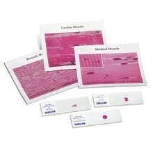 Discovering Muscle Types Self-Study Unit, Microscope Slide Set ...