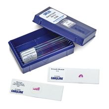 Muscular System Slide Set | Carolina Biological Supply