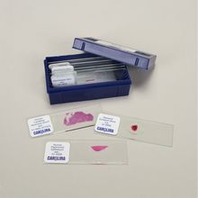 Integument Types Microscope Slide Set | Carolina Biological Supply