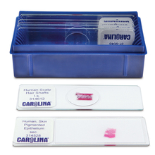 Types of Skin Microscope Slide Set | Carolina Biological Supply