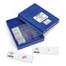 Reproductive System Slide Set | Carolina Biological Supply