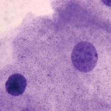 Typical Animal Cell Slide, w.m. | Carolina Biological Supply