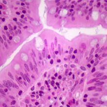 Mammal Simple Columnar Epithelium Slide, thin sec., H&E | Carolina ...