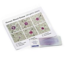 Discovering Human Blood Self-Study Unit, Microscope Slide Set ...