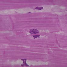 Basic Tissue Types Slide Bundle | Carolina Biological Supply