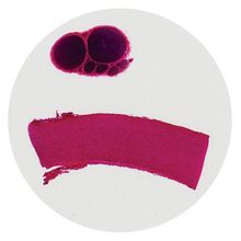 Mammal Peripheral Nerve, c.s. and l.s. 10 µm, H&E Microscope Slide ...