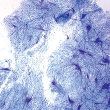 Mammal Giant Multipolar Neurons Slide, Smear, Luxol® Fast Blue ...