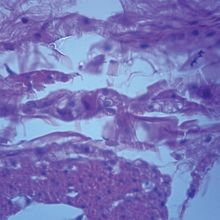 Mammal Meissner's Plexus Slide, sec., H&E | Carolina Biological Supply