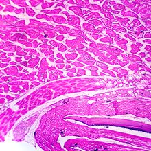 Skin, Fish, Sec. Microscope Slide | Carolina Biological Supply