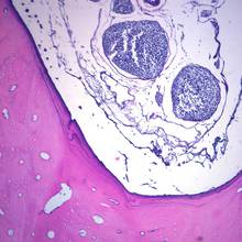 Mammal Tooth in Situ, l.s. 15 µm, H&E Microscope Slide | Carolina ...