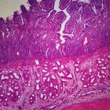 Digestive Tract Microscope Slide Set | Carolina Biological Supply