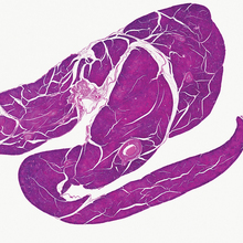 Mammal Pancreas, sec. 7 µm H&E Microscope Slide | Carolina Biological ...
