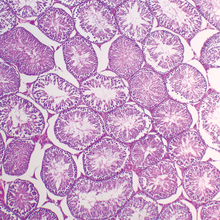 Sperm Microscope Slides | Carolina Biological Supply