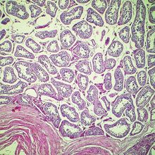 Human Testis, sec. 7 µm, H&E Microscope Slide | Carolina Biological Supply