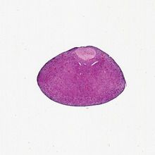 Mammal (Pituitary) Hypophysis, sec. 7 µm, H&E Microscope Slide ...