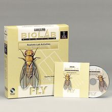 Carolina® Bio Lab®: Fly | Carolina Biological Supply