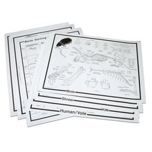 Owl Pellet Chart Set | Carolina Biological Supply